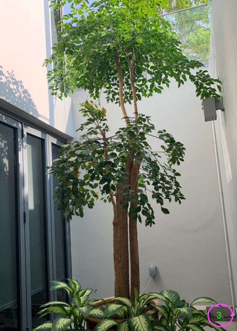 Plants: Padri Tree. (Radermachera Xylocarpa), Furniture & Home Living ...