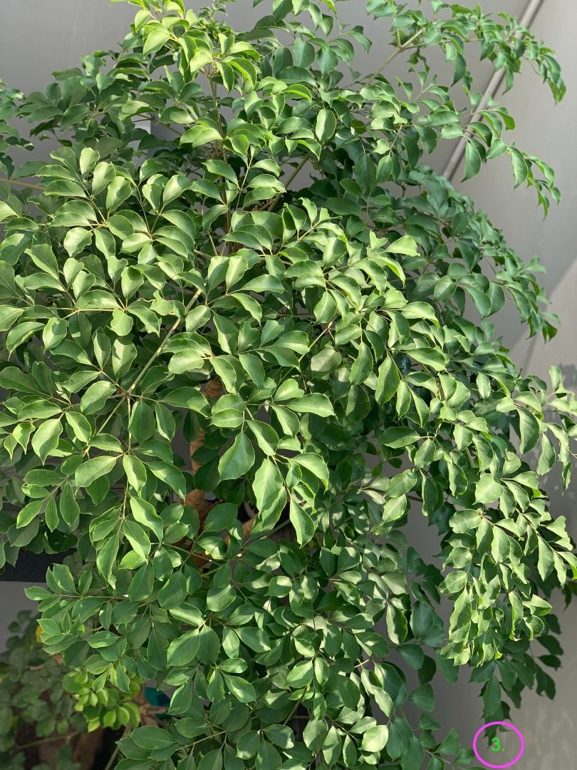 Plants: Padri Tree. (Radermachera Xylocarpa), Furniture & Home Living ...