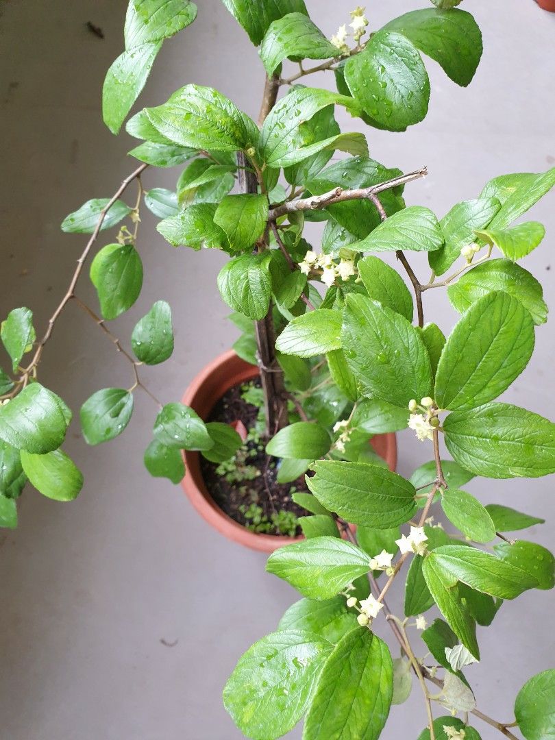 Pokok daun bidara Ziziphus Jujuba Jujube Reduce Bad spirit Bad Luck ...