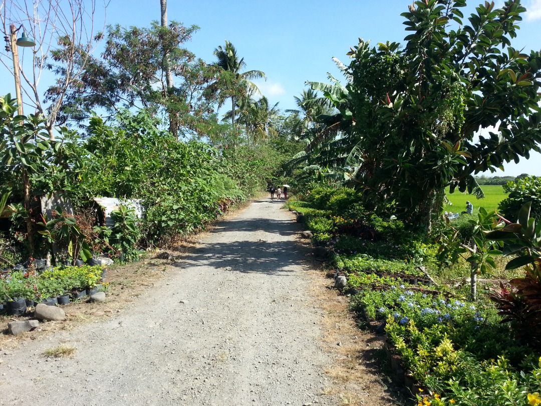 Farm Lot For Sale - Calauan, Laguna, Property, For Sale, Lot on Carousell