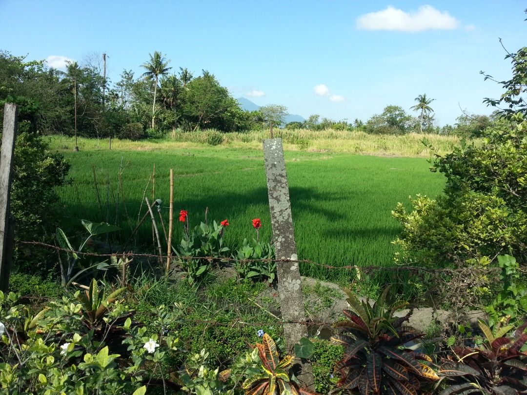 Farm Lot For Sale - Calauan, Laguna, Property, For Sale, Lot on Carousell