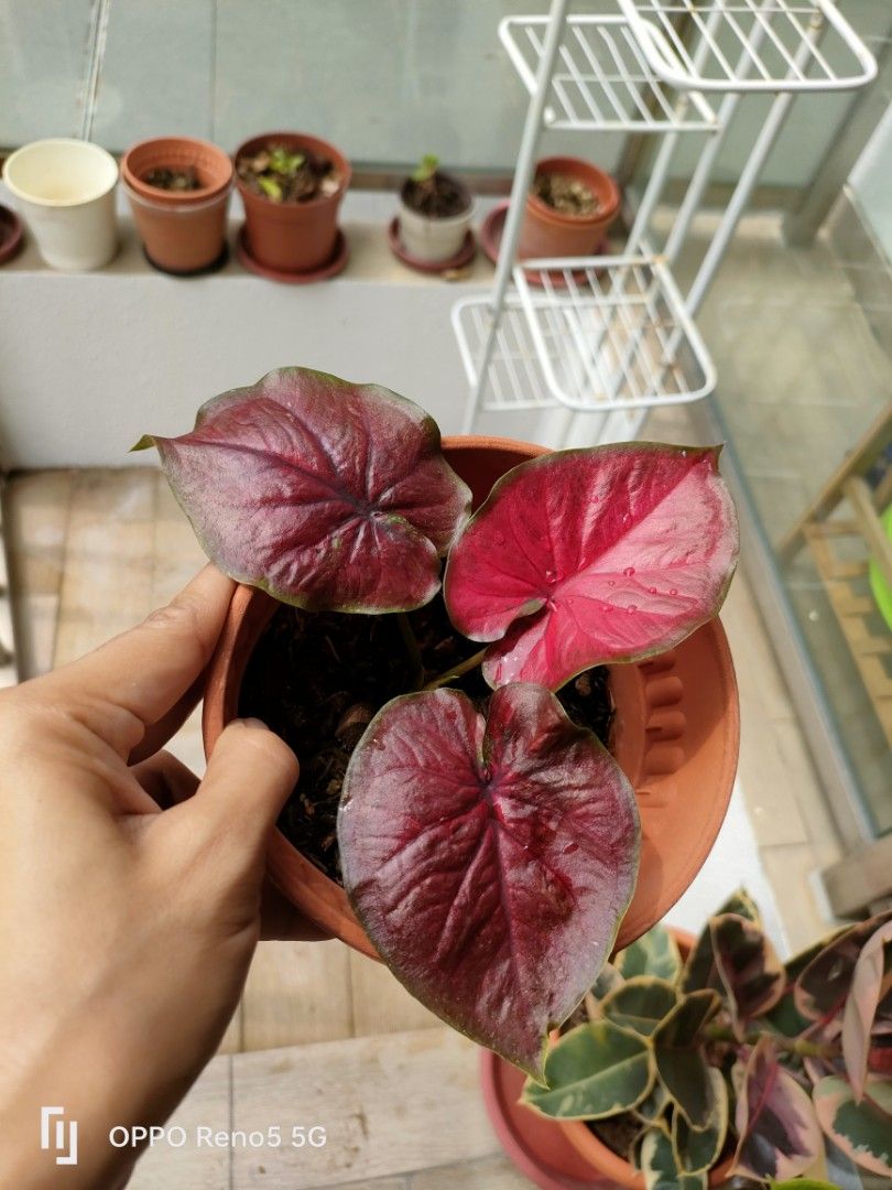 Rare Caladium red emperor, Furniture & Home Living, Gardening, Plants ...