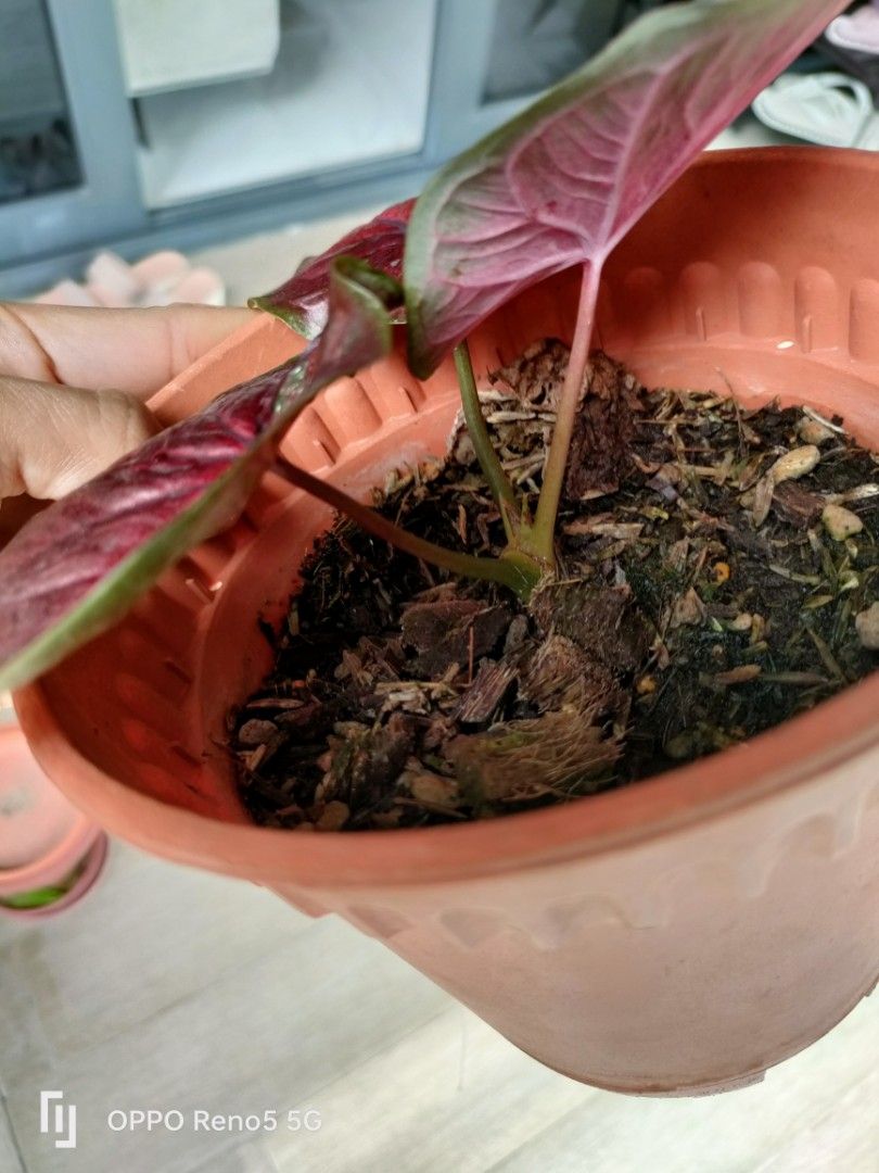 Rare Caladium red emperor, Furniture & Home Living, Gardening, Plants ...