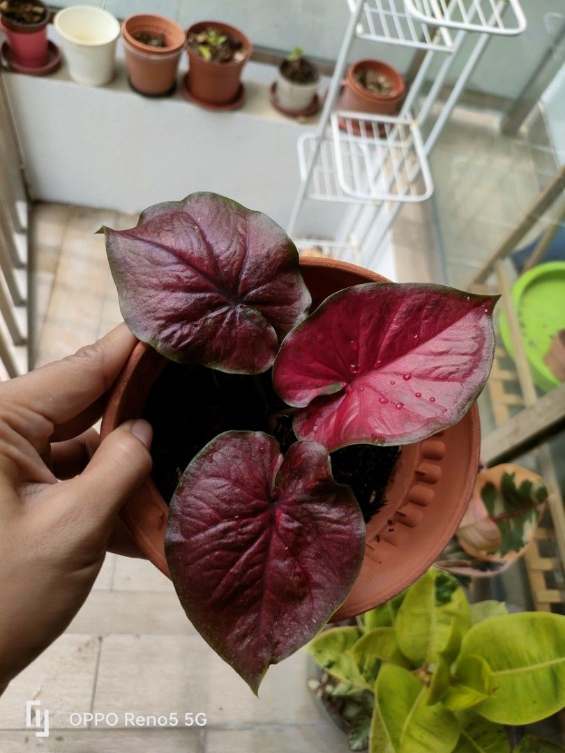 Rare Caladium red emperor, Furniture & Home Living, Gardening, Plants ...