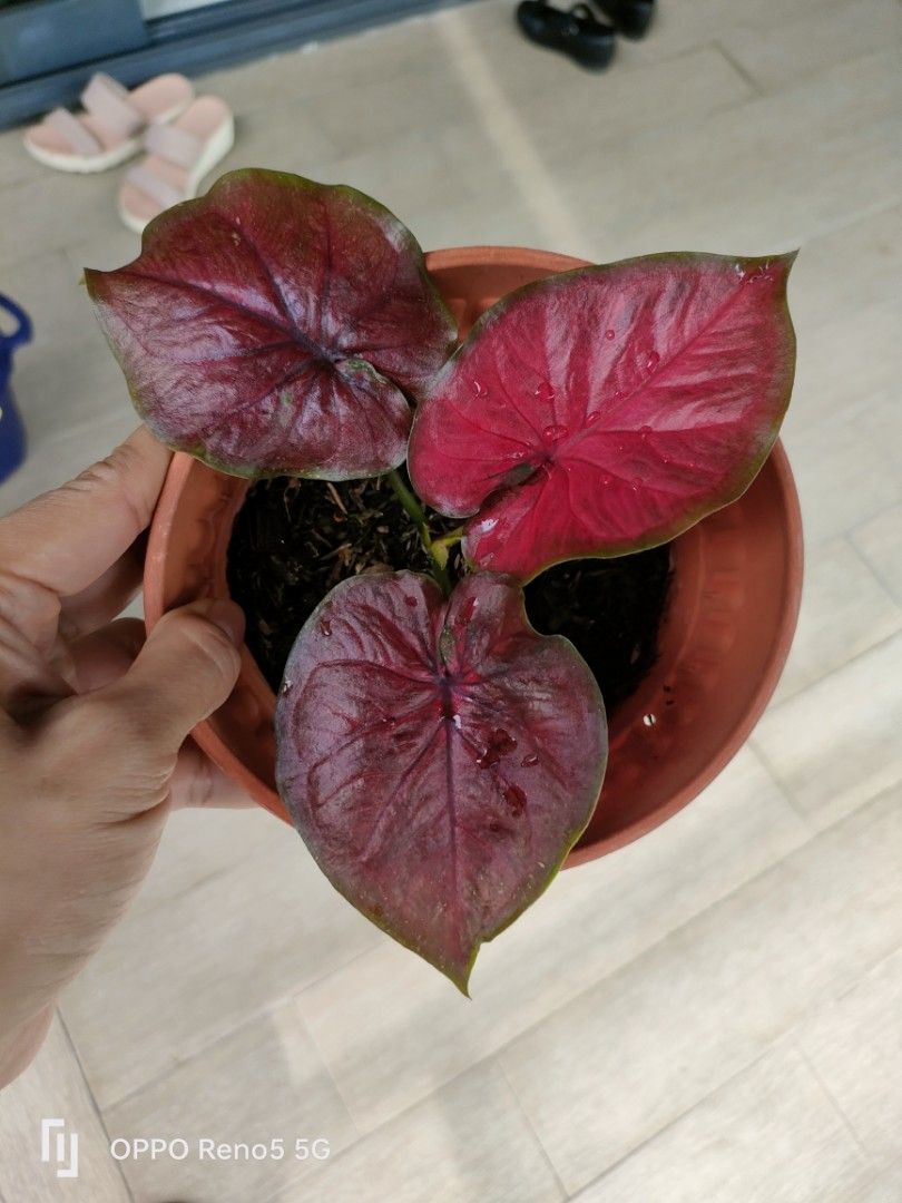Rare Caladium red emperor, Furniture & Home Living, Gardening, Plants ...
