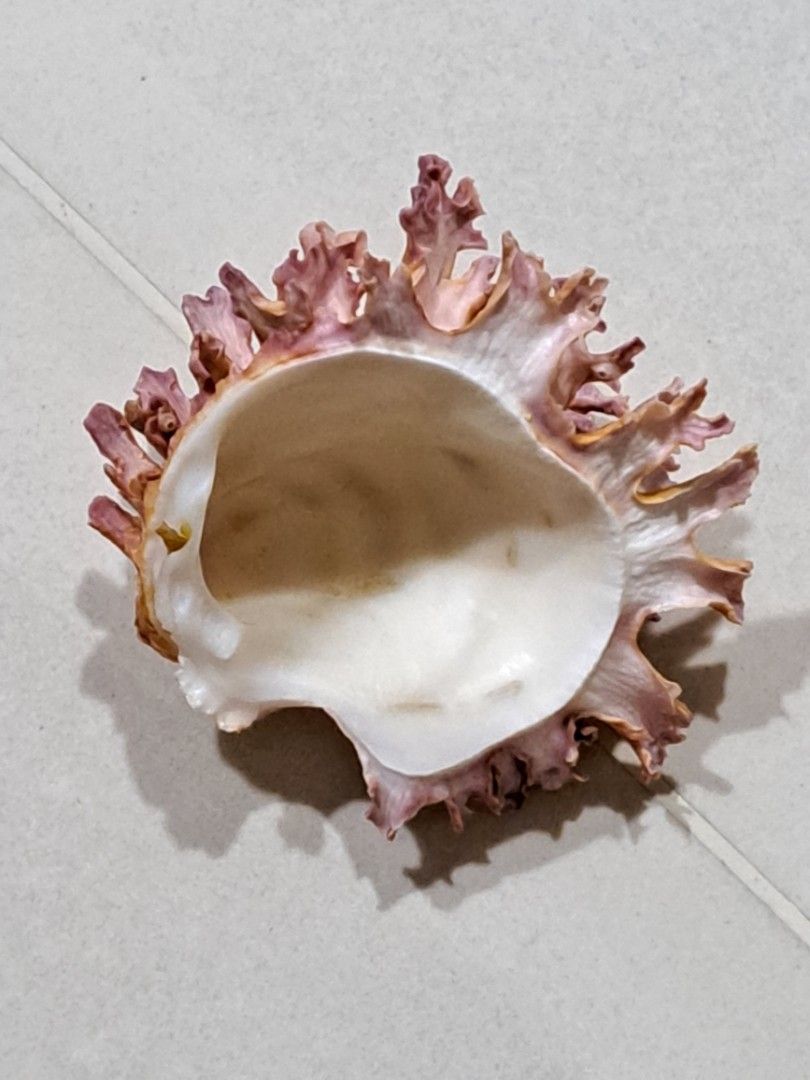 Rare marine beauty Golden cowrie, etc Seashells collectibles decor ...