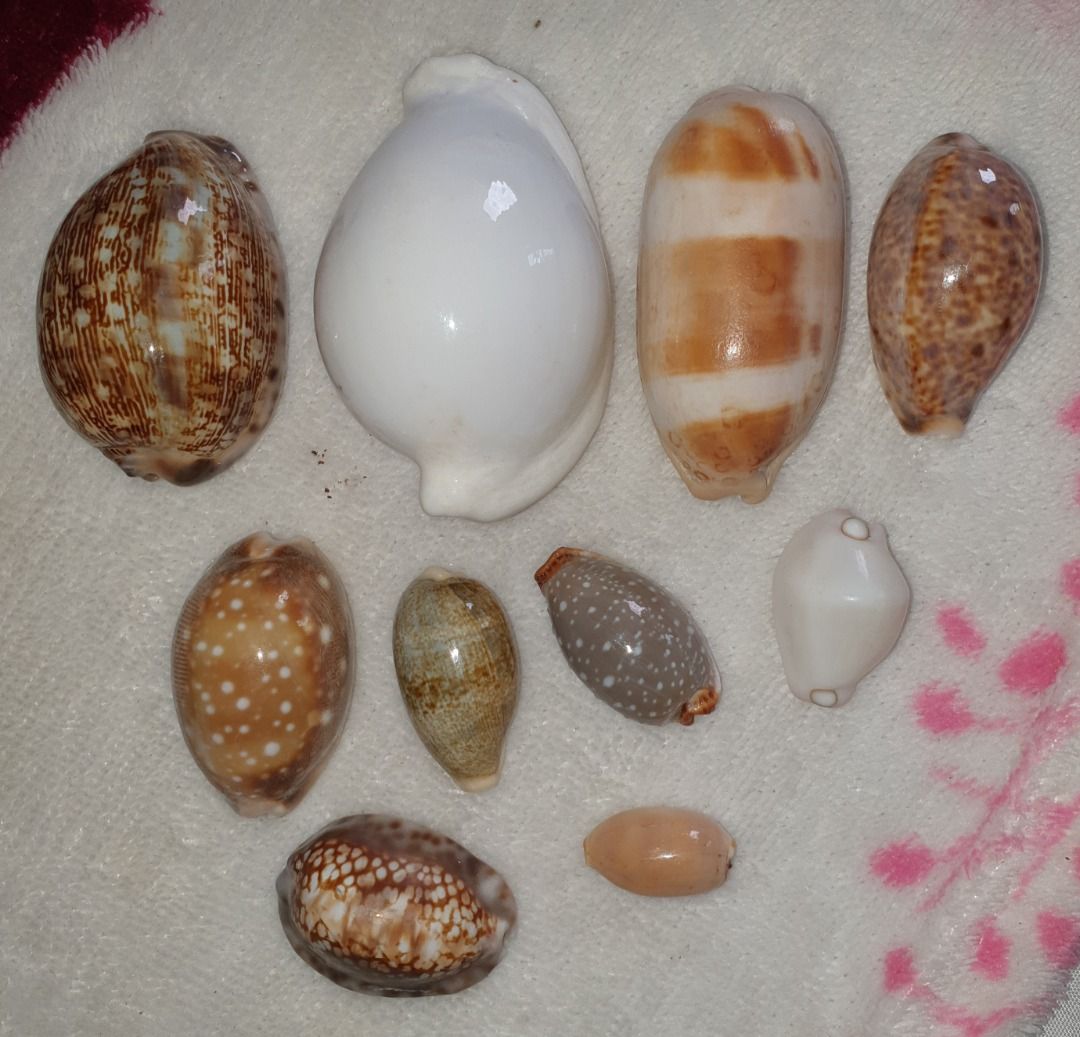 Selection of 10 Cowrie shells., Hobbies & Toys, Memorabilia ...