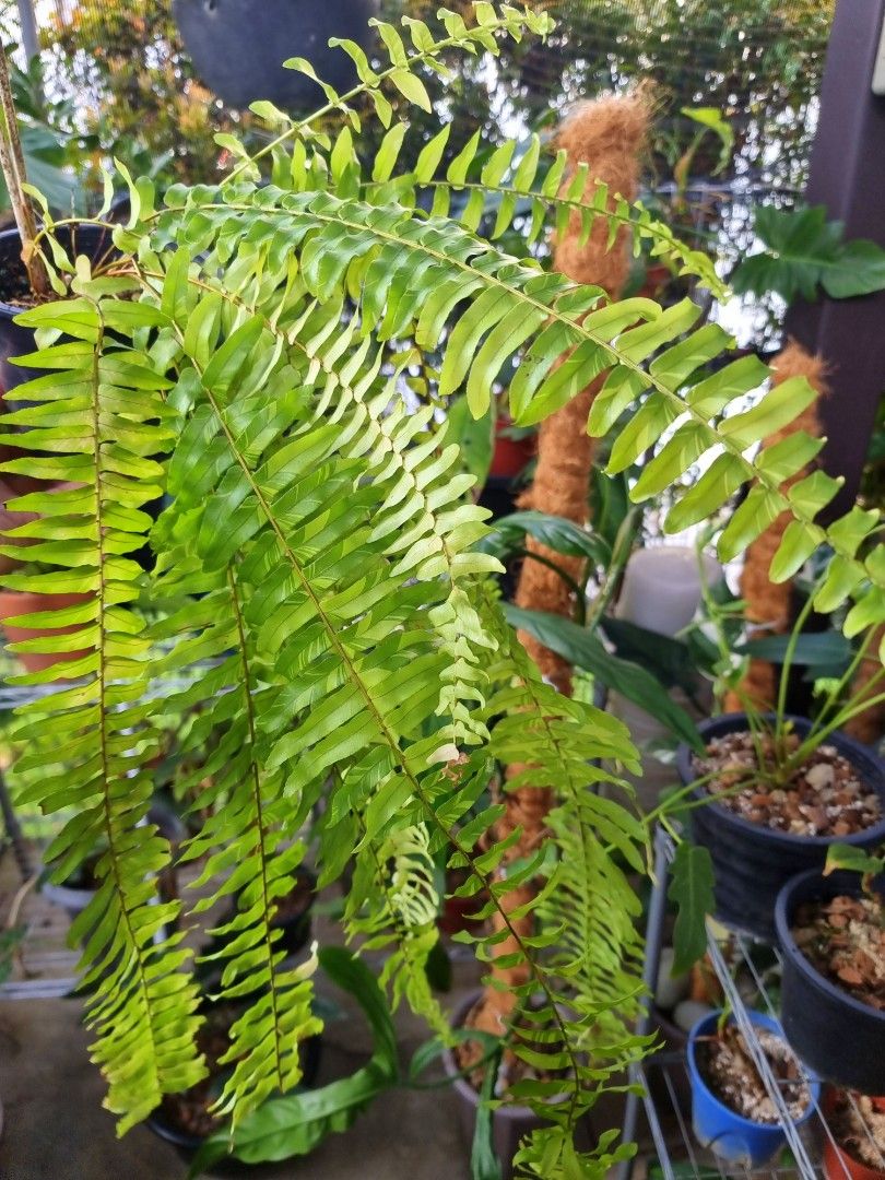 Variegated Boston Tiger Fern, Furniture & Home Living, Gardening ...