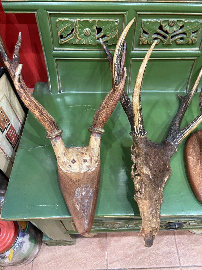 Vintage Deer horn wall decor, Hobbies & Toys, Memorabilia ...