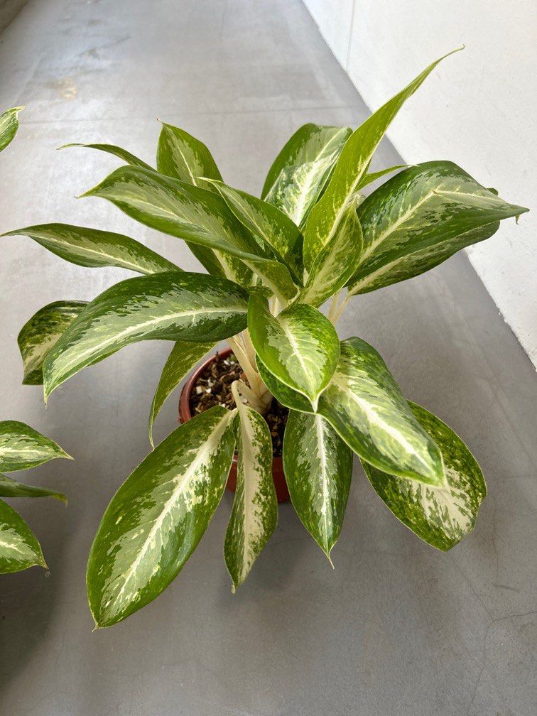 Aglaonema Snow White 3stems, Furniture & Home Living, Gardening, Plants ...