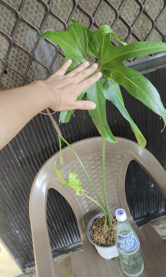 Anthurium Angela on Carousell