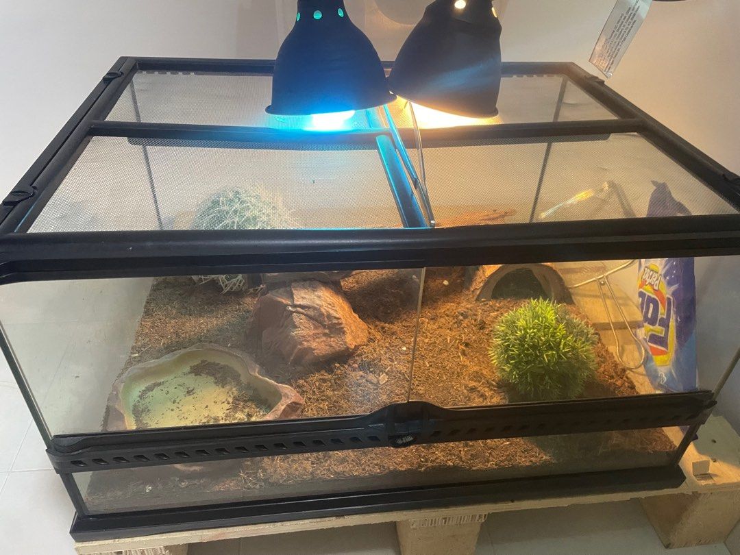 Exo terra tank, Pet Supplies, Homes & Other Pet Accessories on Carousell