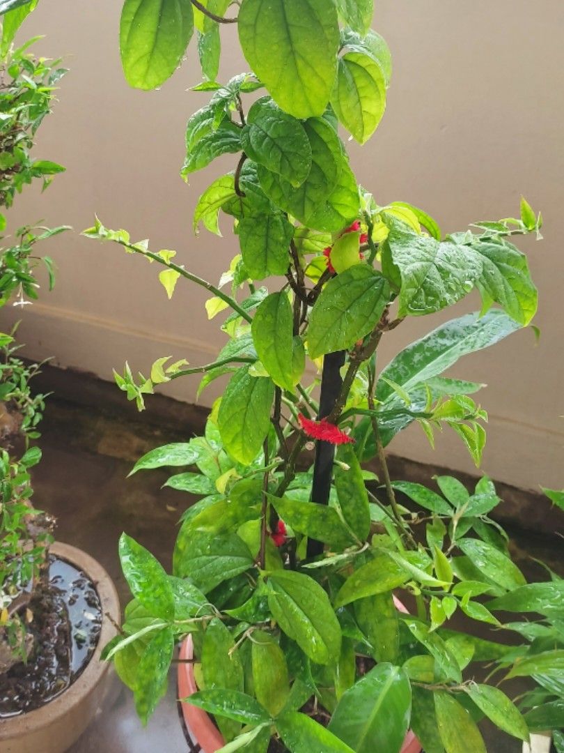 ~JAVA RED~Bleeding Heart Rooted Starter Plant~Clerodendrum Delectum~Red ...