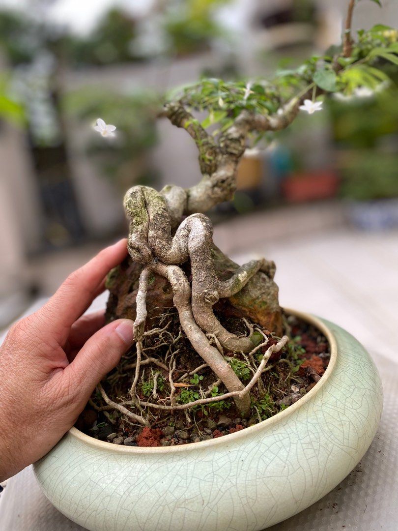 Shui Mei/Wrightia religiosa bonsai (Water Jasmine) for sale!, Furniture ...