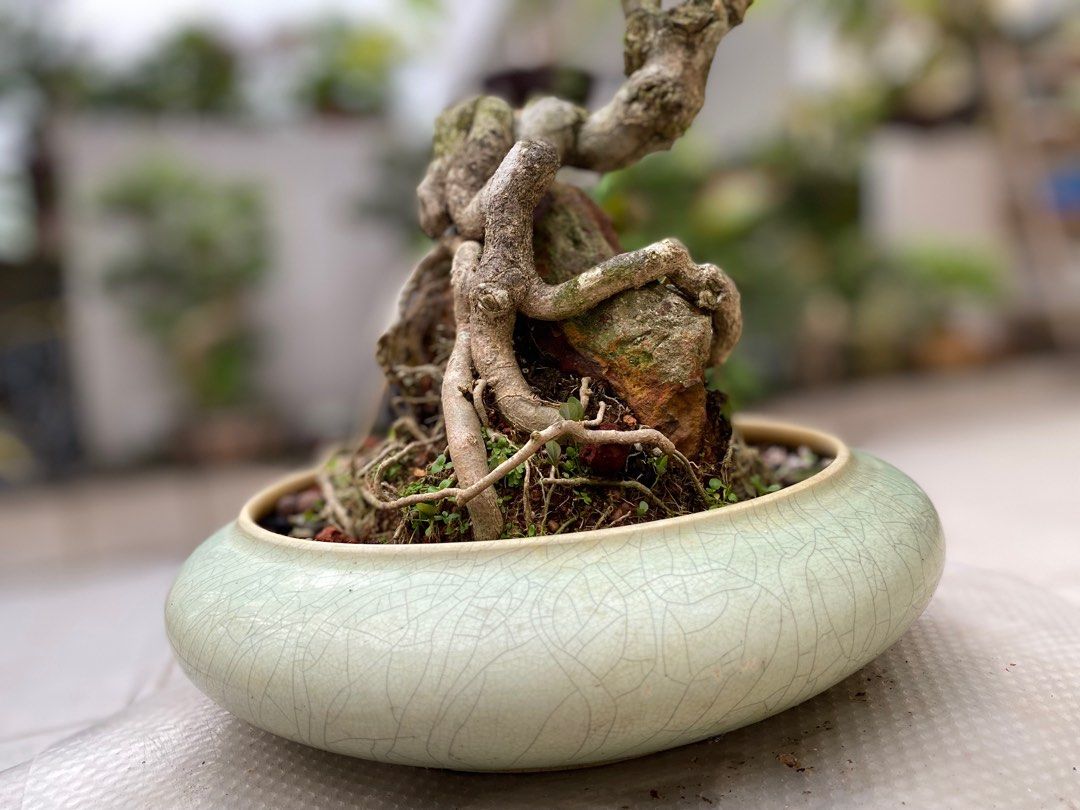 Shui Mei/Wrightia religiosa bonsai (Water Jasmine) for sale!, Furniture ...