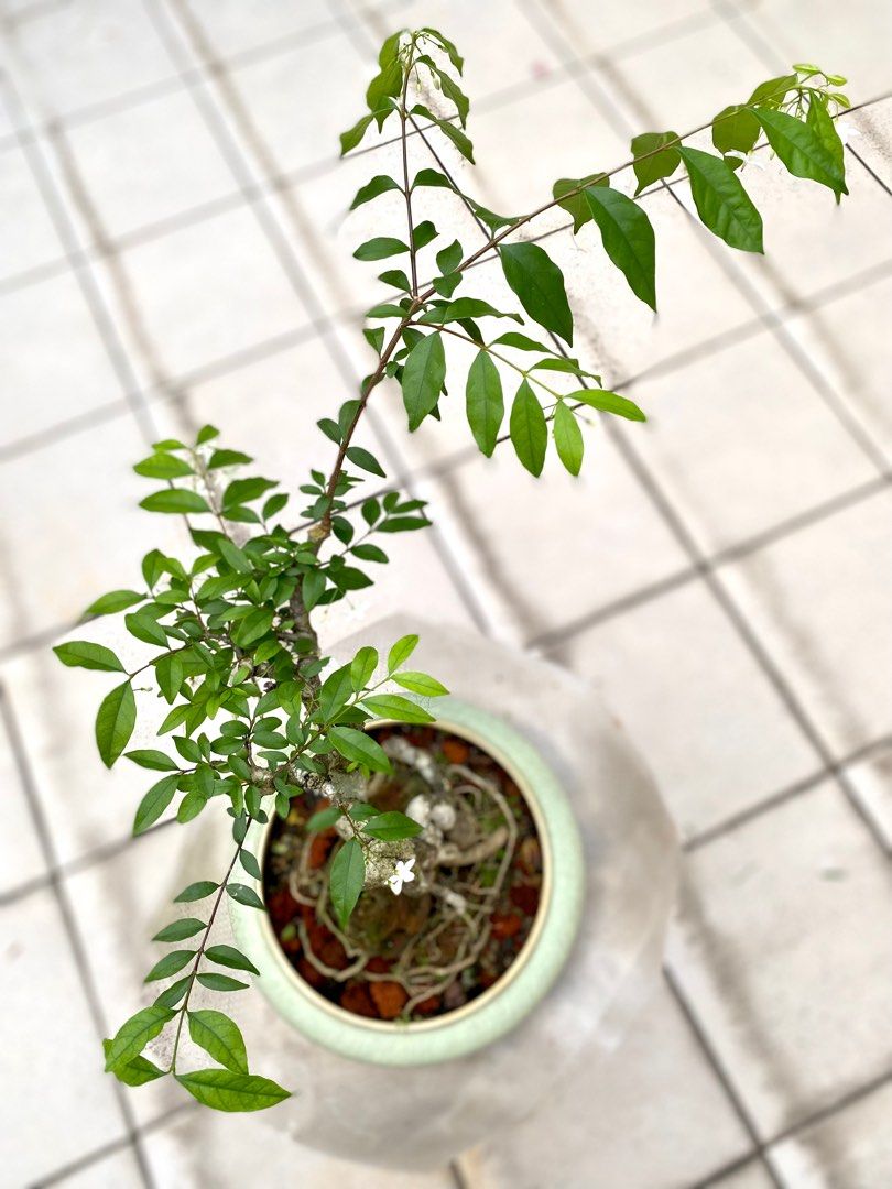 Shui Mei/Wrightia religiosa bonsai (Water Jasmine) for sale!, Furniture ...