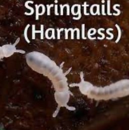 Springtails (white), Pet Supplies, Homes & Other Pet Accessories on ...