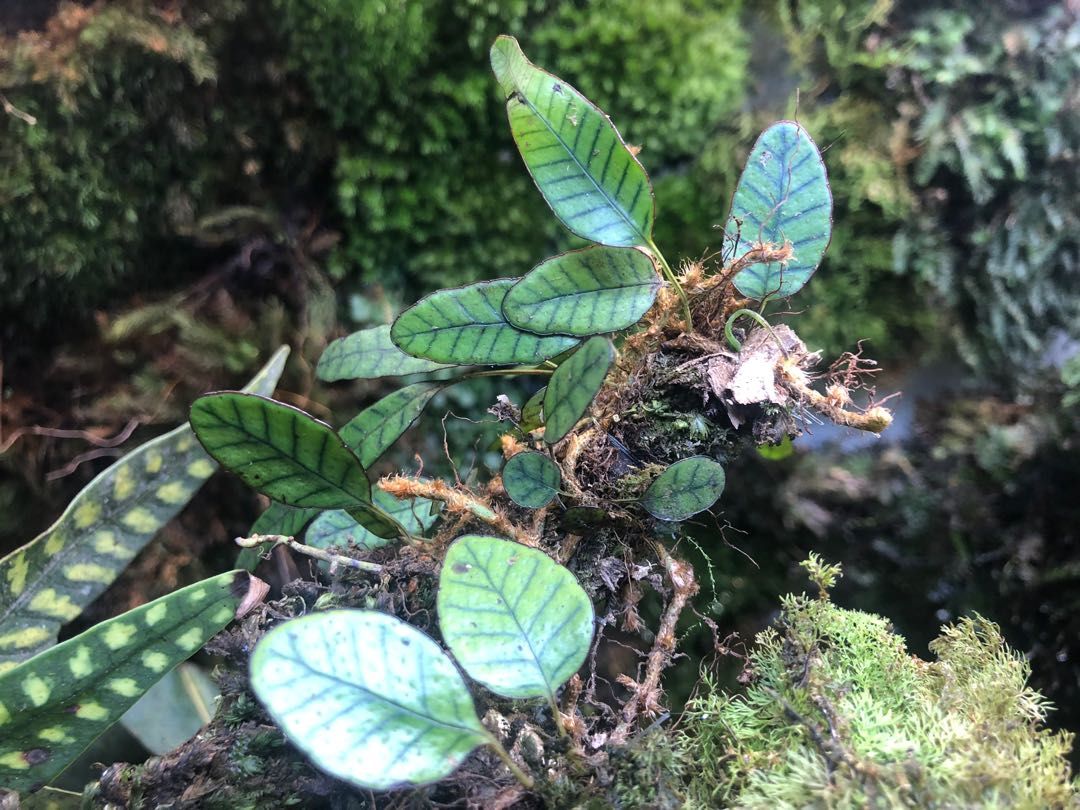 Fern (selliguea rhynchophylla), Furniture & Home Living, Gardening ...