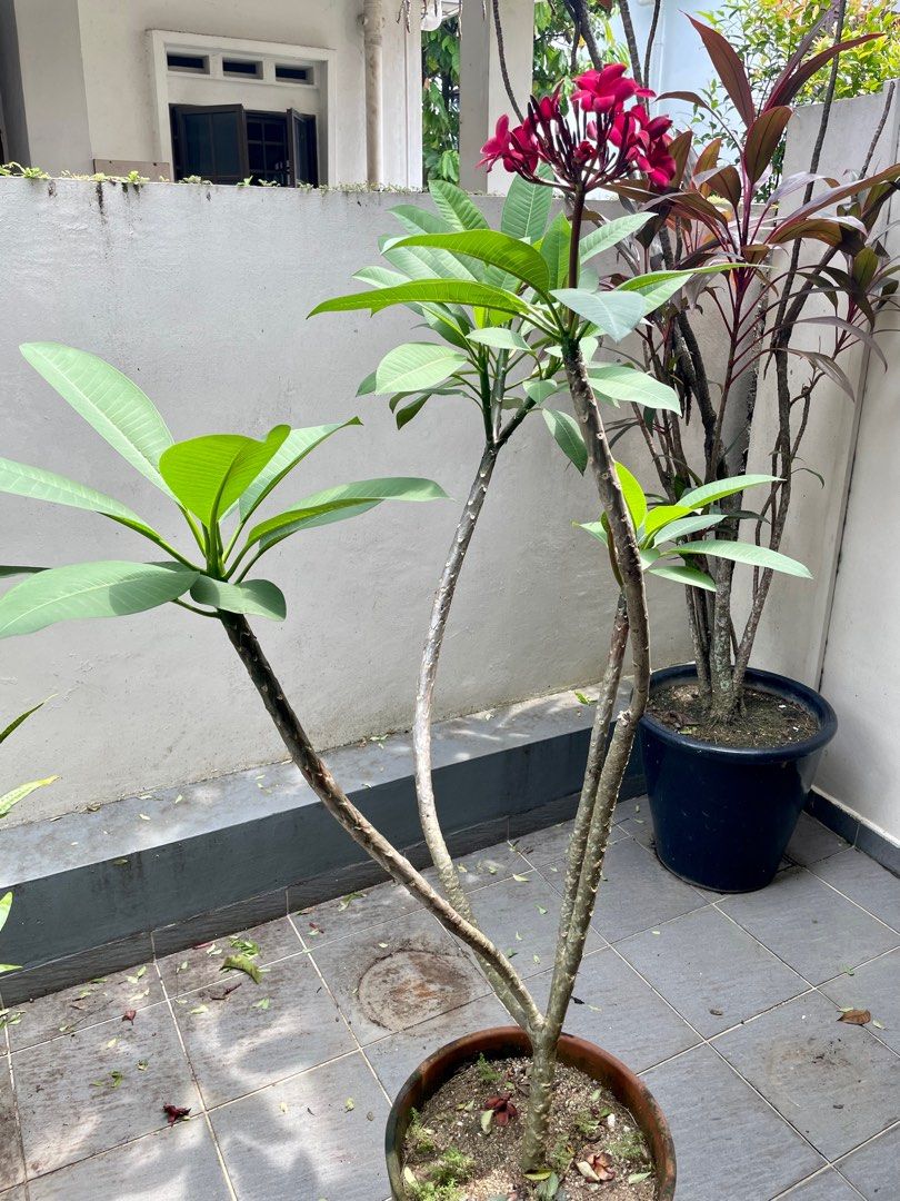 Frangipani Tree In Terracotta Pot, Furniture & Home Living, Gardening ...