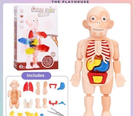 Kids Human Body Model Science Learning Toy STEM Teaching Human Body ...