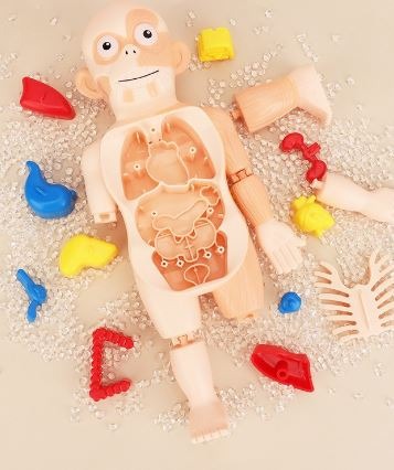 Kids Human Body Model Science Learning Toy STEM Teaching Human Body ...