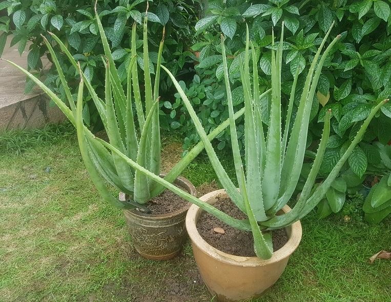 Matured Edible Aloe Vera Plants, Furniture & Home Living, Gardening ...