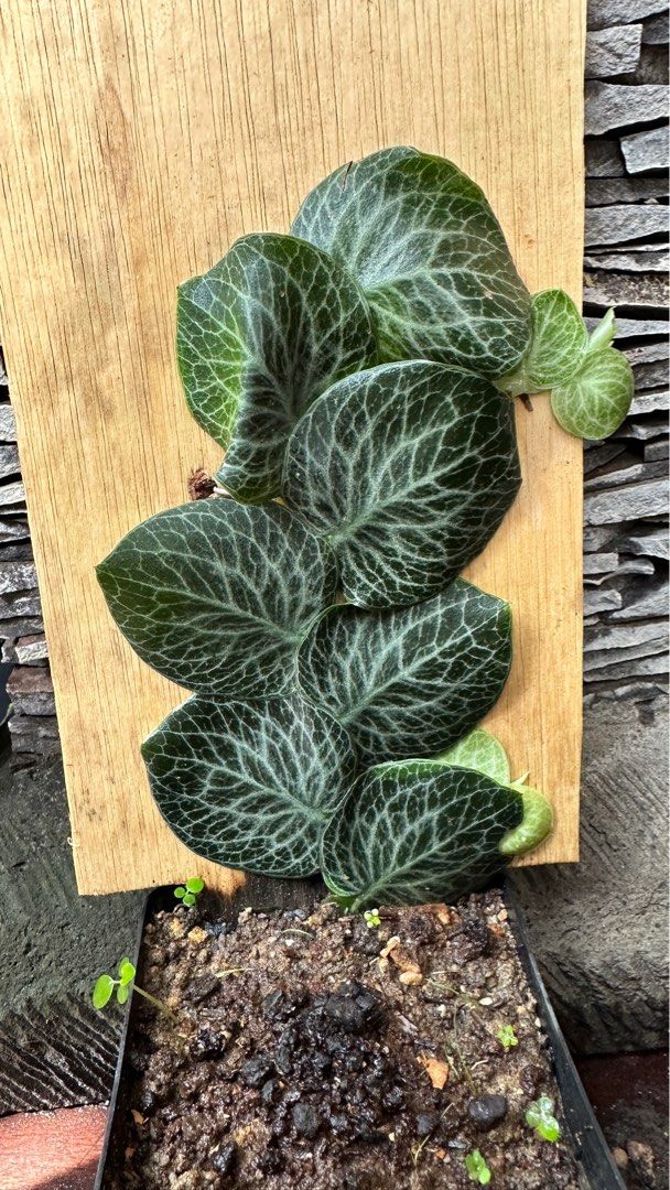 Rhaphidophora Cryptantha (Shingle plant), Furniture & Home Living ...