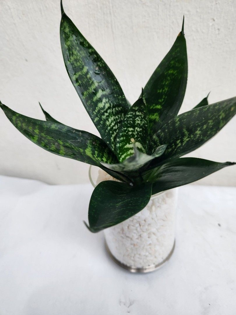 Sansevieria (Dwarf Snake Plant), Furniture & Home Living, Gardening ...