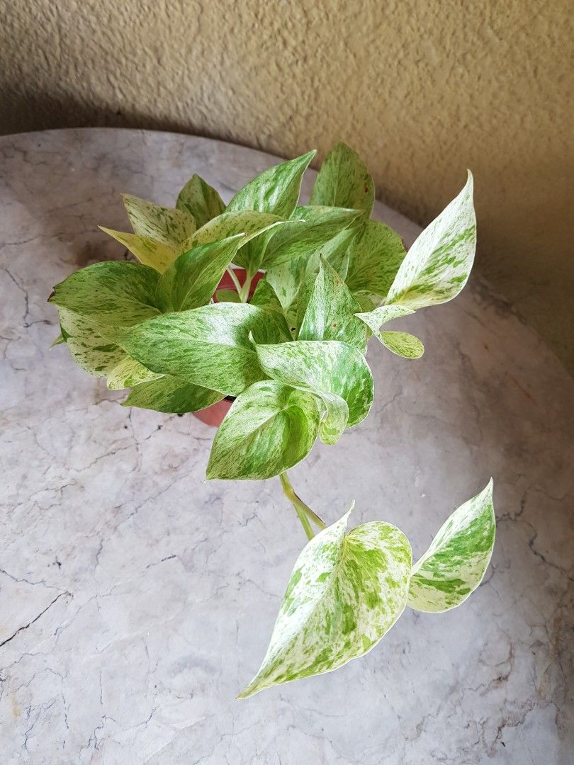 Snow Queen Marble Pothos Lush on Carousell