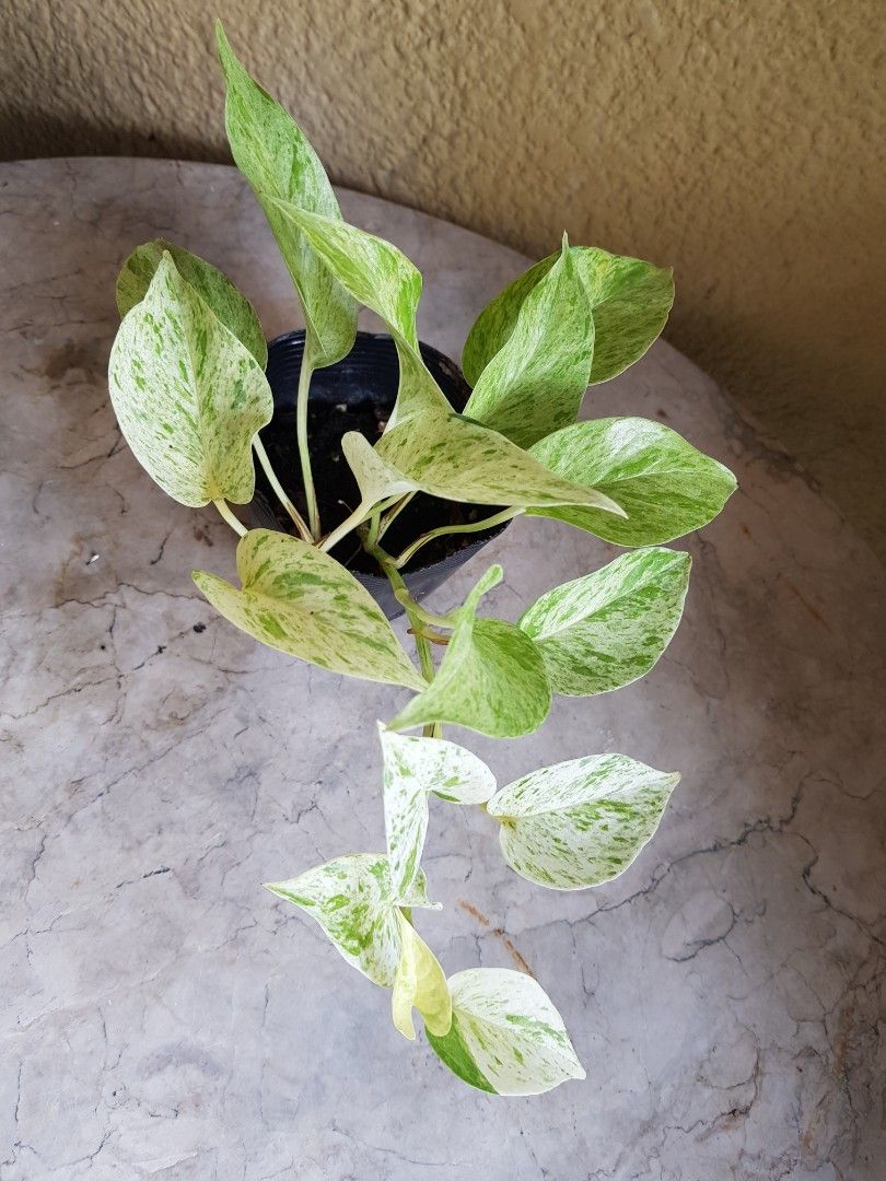 Snow Queen Marble Pothos Lush on Carousell