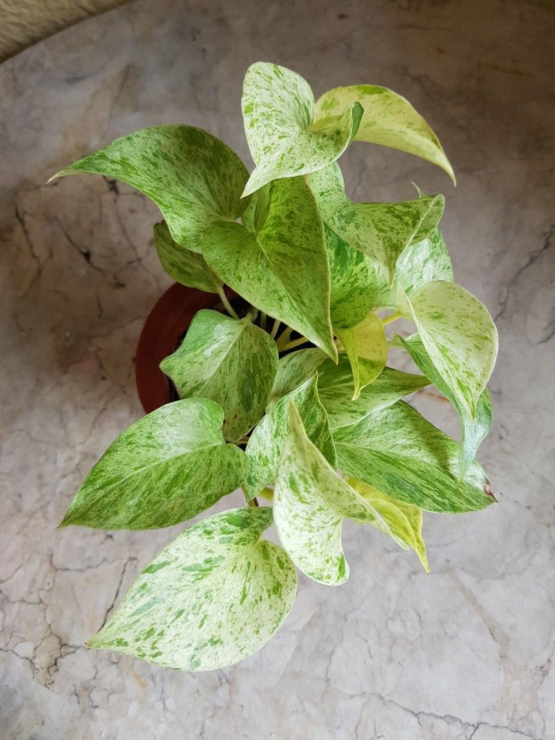Snow Queen Marble Pothos Lush on Carousell