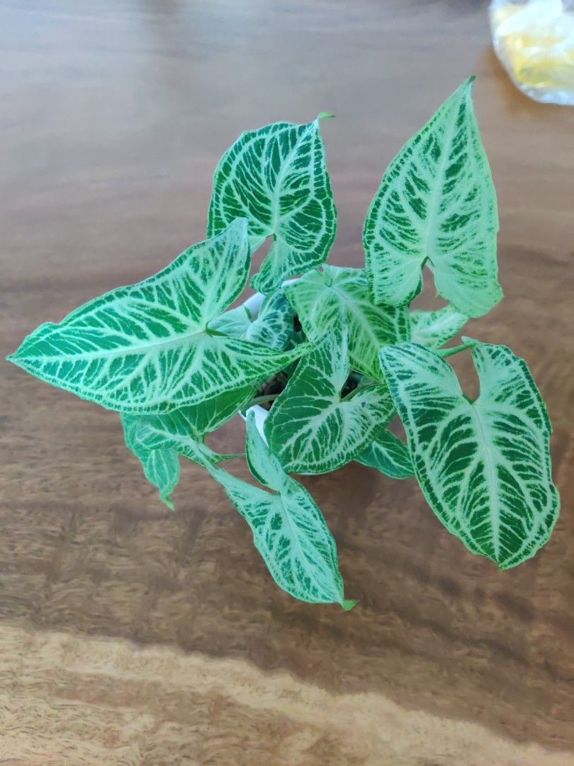 Syngonium Batik, Furniture & Home Living, Gardening, Plants & Seeds on ...