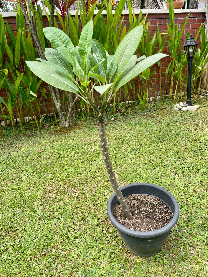 Young Frangipani Tree, Furniture & Home Living, Gardening, Plants ...