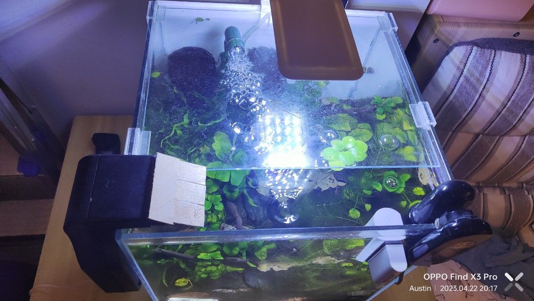 1ft cube fish tank, Pet Supplies, Homes & Other Pet Accessories on ...