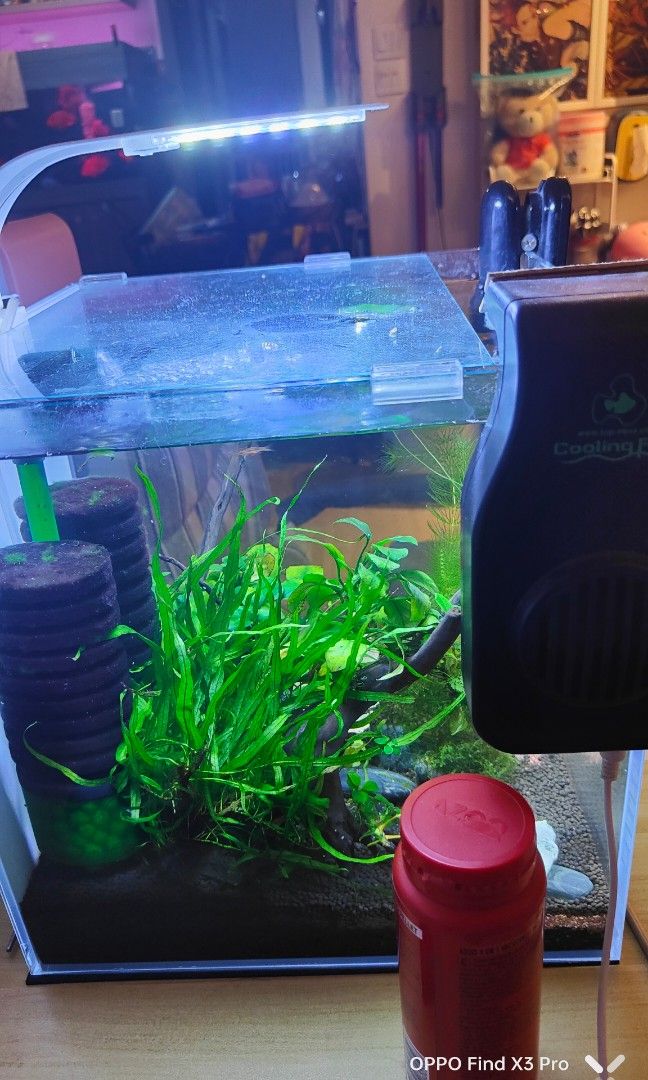 1ft cube fish tank, Pet Supplies, Homes & Other Pet Accessories on ...