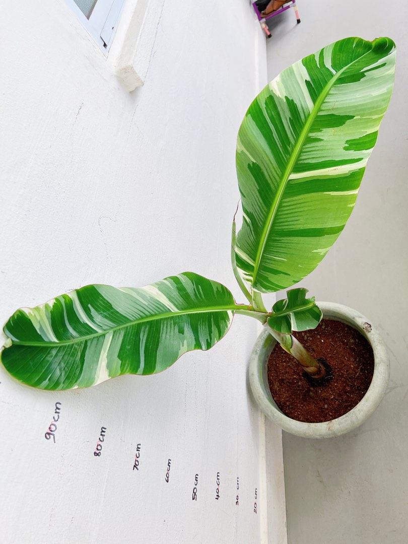 banana variegated , musa ae ae, Furniture & Home Living, Gardening ...