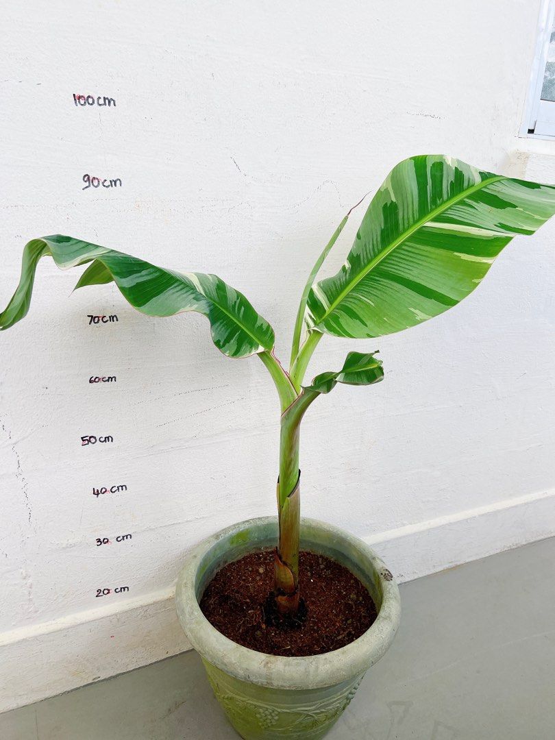 banana variegated , musa ae ae, Furniture & Home Living, Gardening ...