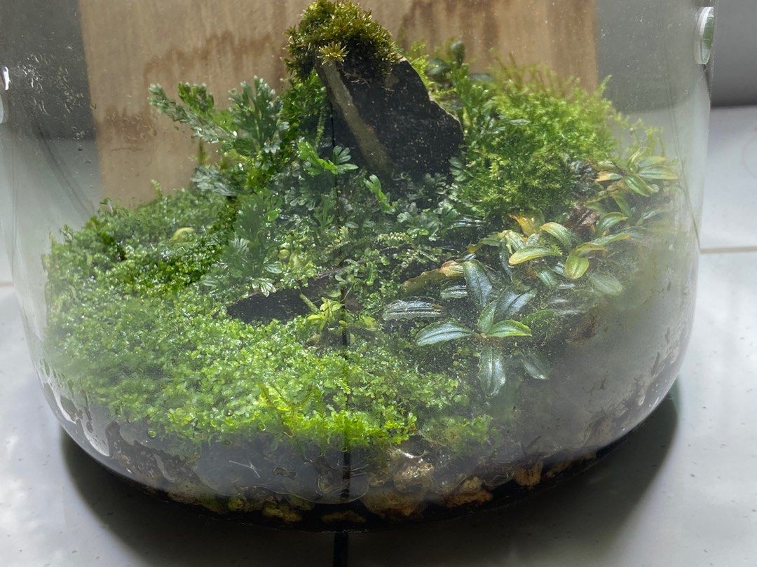 Bioloark Luji Terrarium, Hobbies & Toys, Stationery & Craft, Other ...