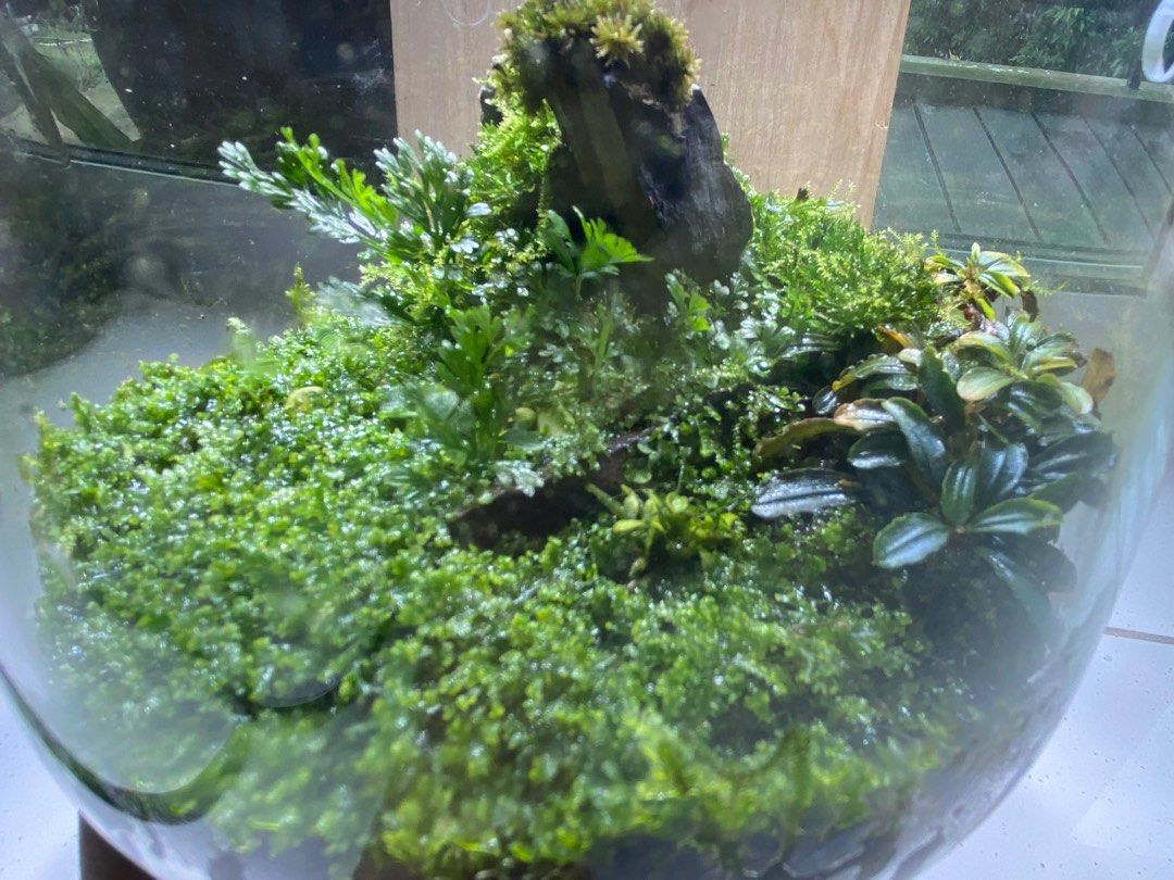 Bioloark Luji Terrarium, Hobbies & Toys, Stationery & Craft, Other ...