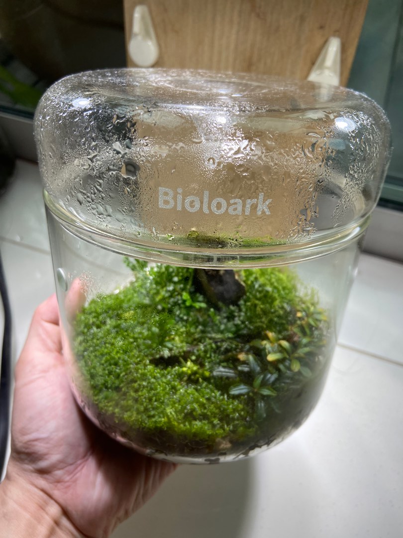 Bioloark Luji Terrarium, Hobbies & Toys, Stationery & Craft, Other ...