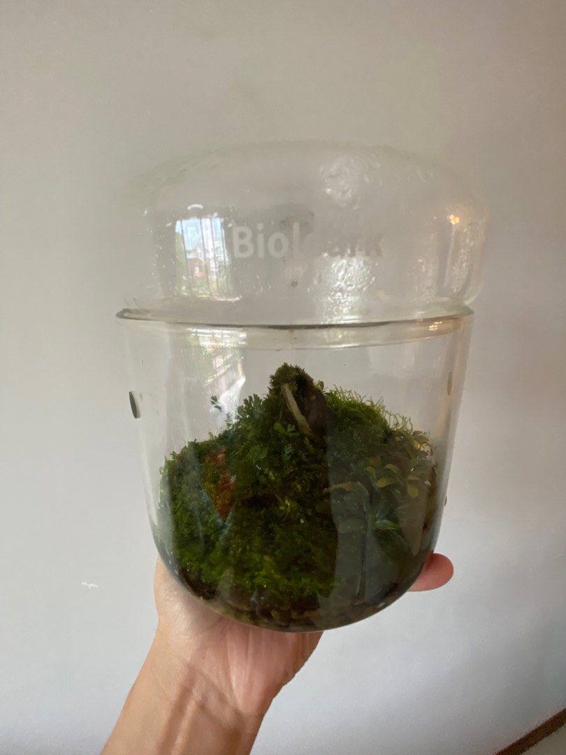Bioloark Luji Terrarium, Hobbies & Toys, Stationery & Craft, Other ...