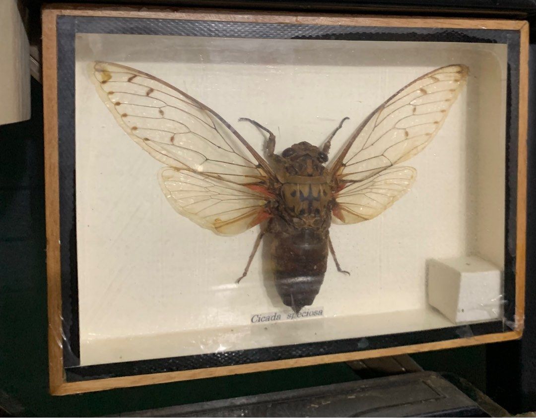 Insect taxidermy specimen frame, Hobbies & Toys, Memorabilia ...