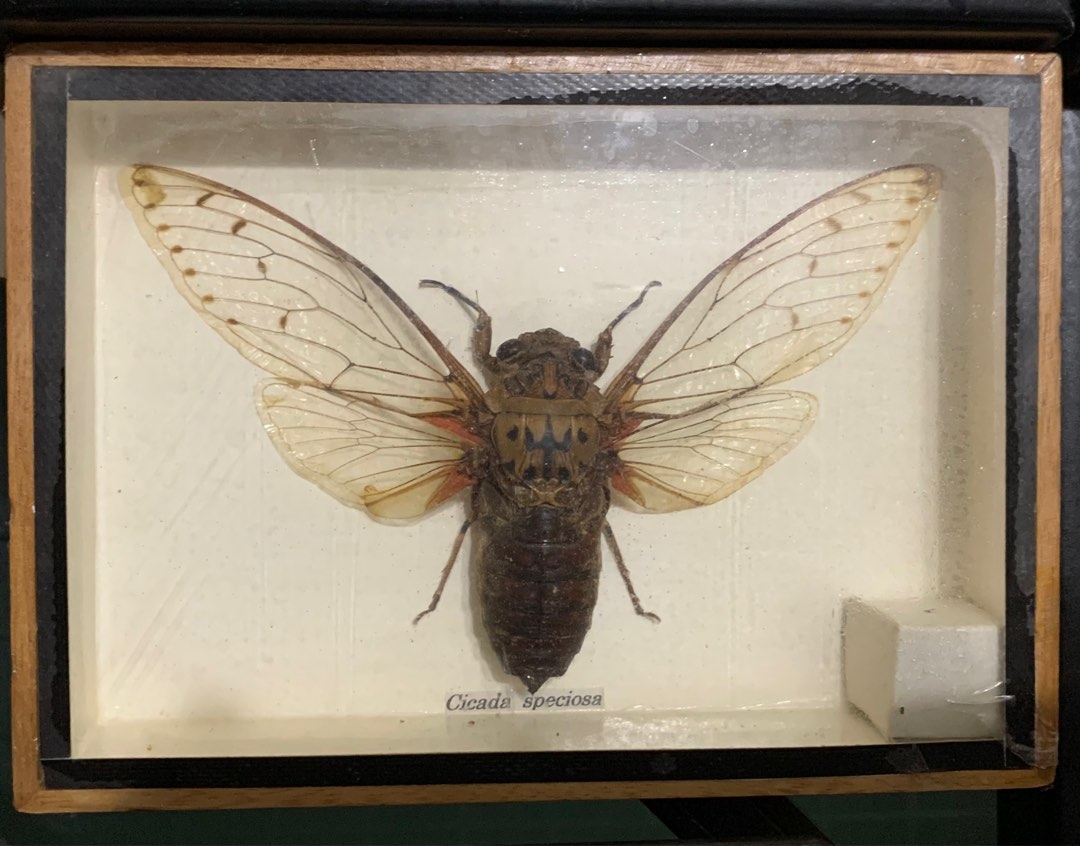 Insect taxidermy specimen frame, Hobbies & Toys, Memorabilia ...