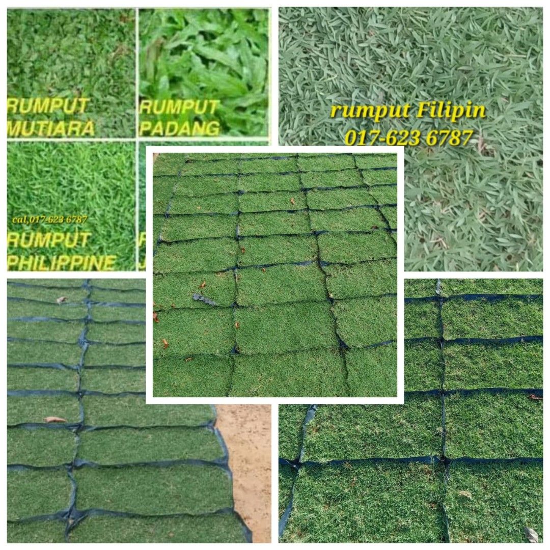 Jual rumput 4jenis, Furniture & Home Living, Gardening, Garden Soil ...