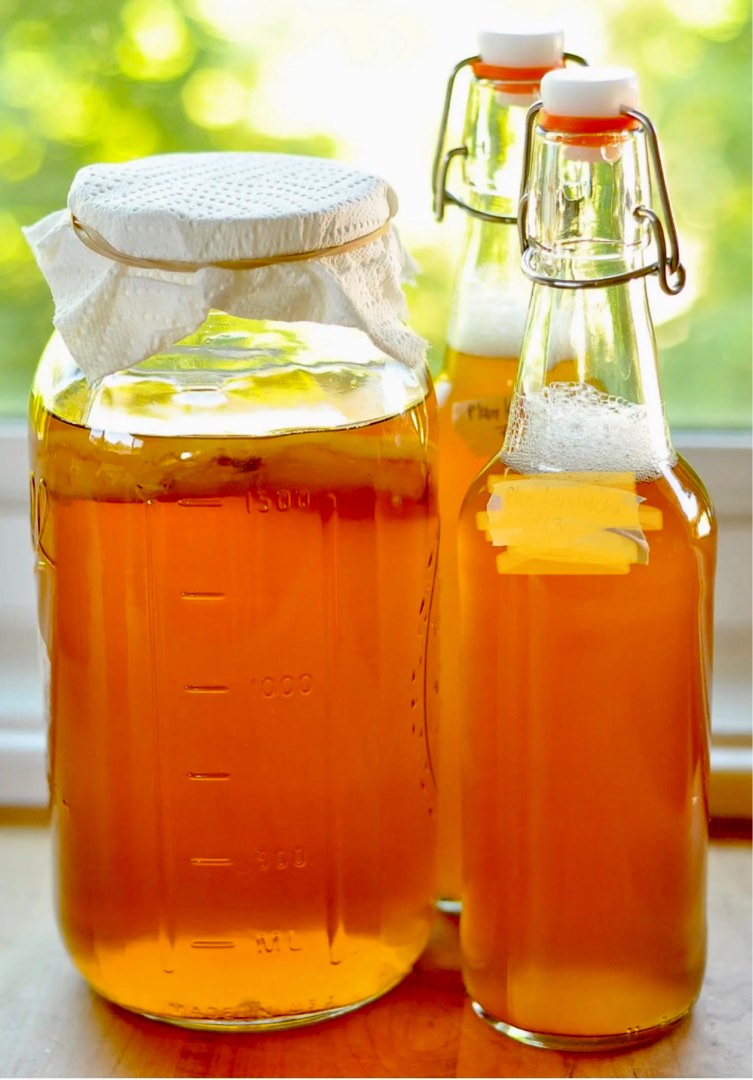 kombucha tea scoby