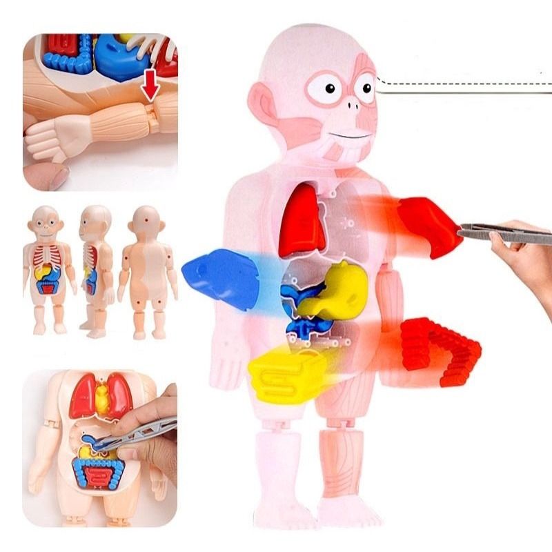 Learning Human Body toy, Hobbies & Toys, Toys & Games on Carousell