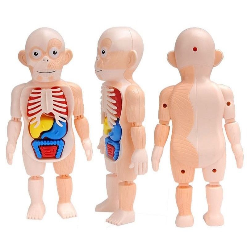 Learning Human Body toy, Hobbies & Toys, Toys & Games on Carousell