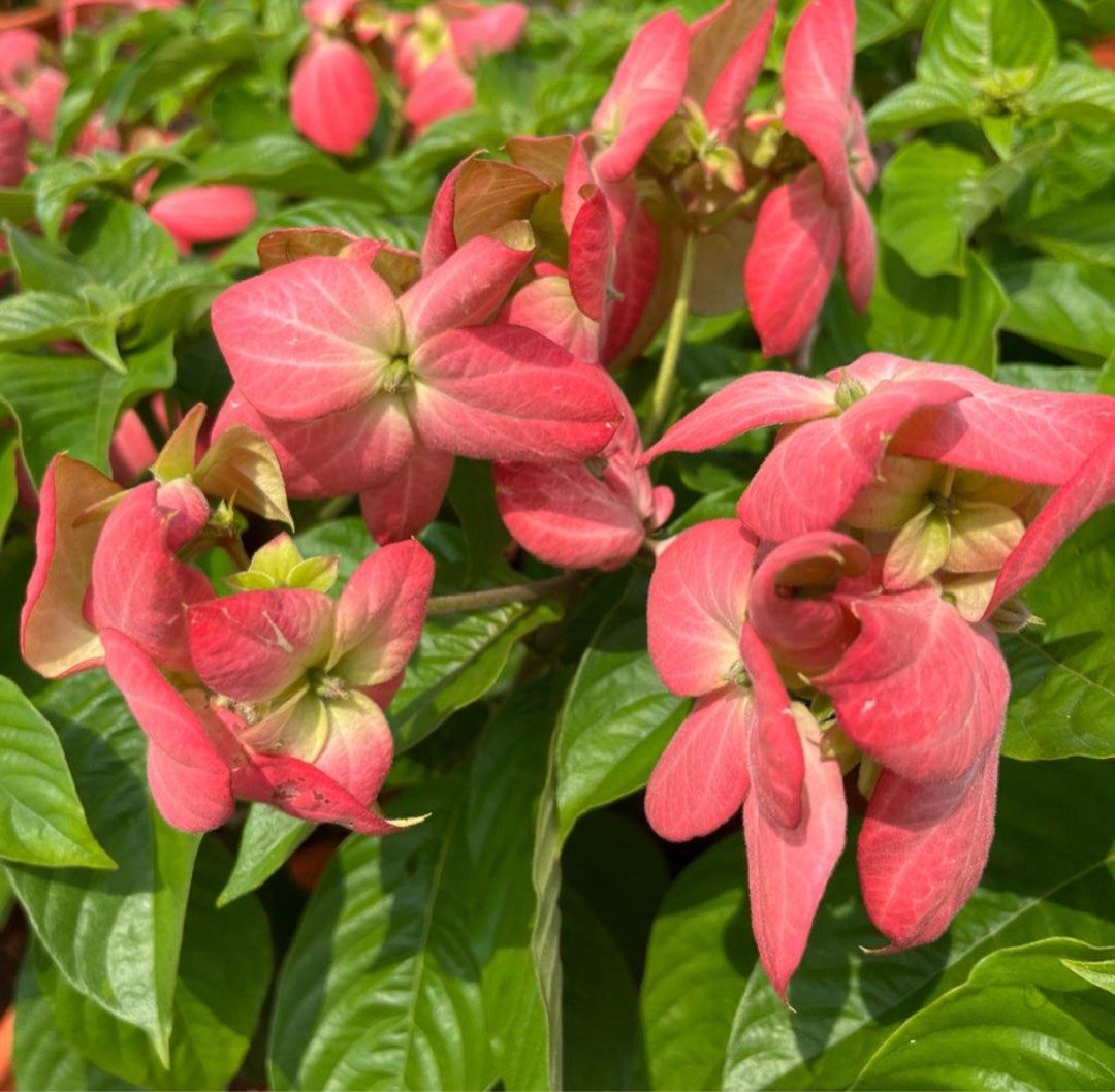 Mussaenda Philippica (Queen of Philippines) (0.6m), Furniture & Home ...