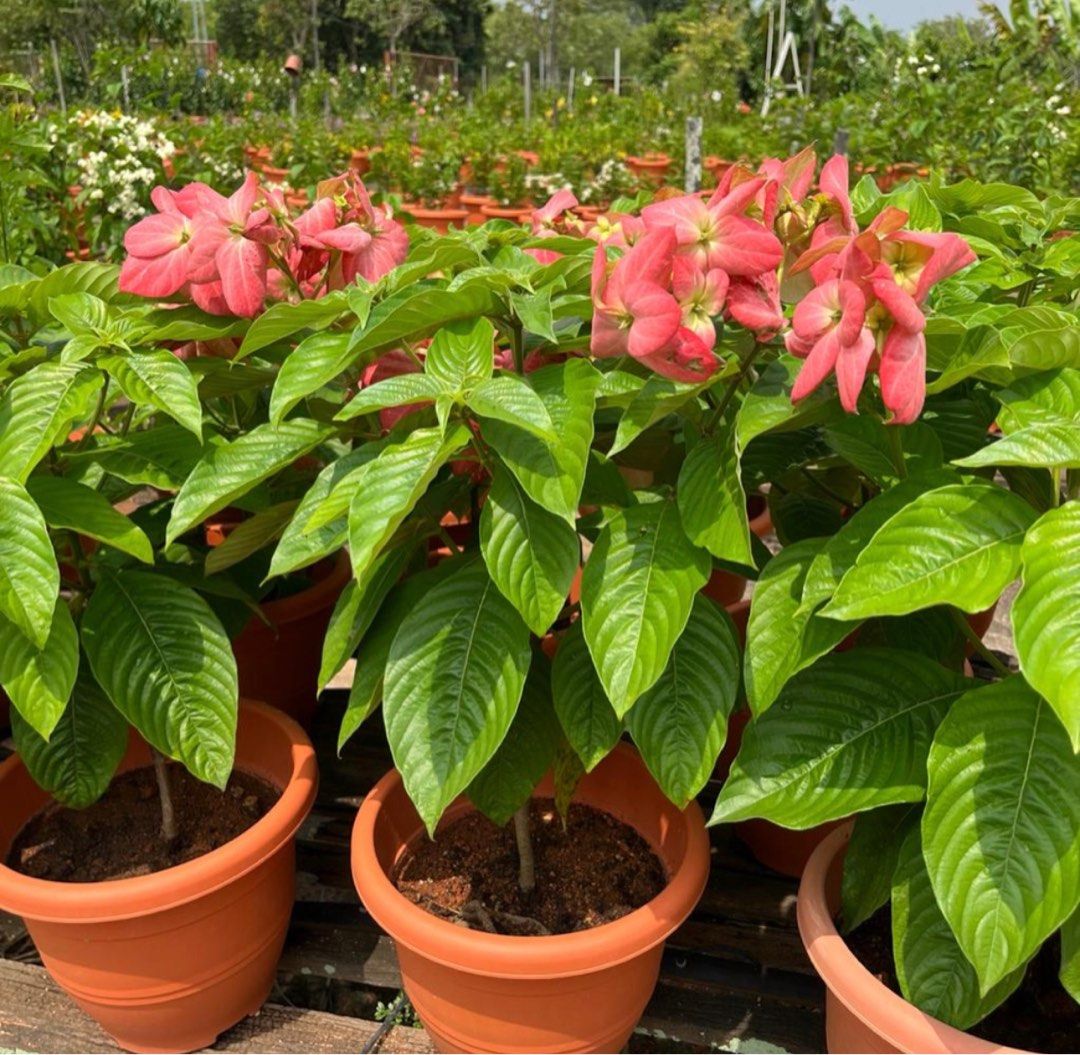 Mussaenda Philippica (Queen of Philippines) (0.6m), Furniture & Home ...