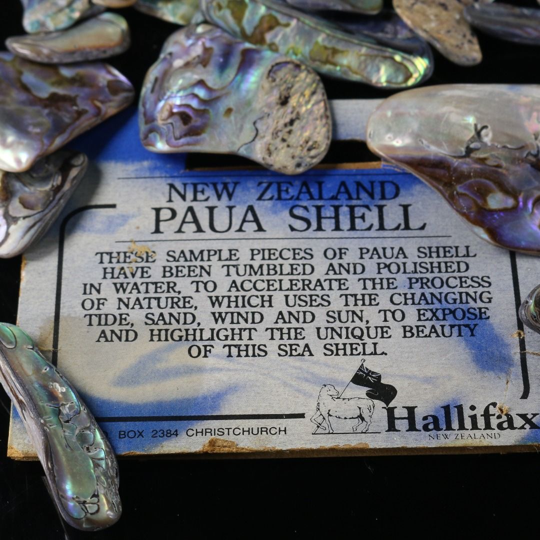 New Zealand Paua Shell Loose Form Packet Various Sizes About 40 Over ...